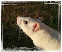 Pet Rats: Different Breeds of Rats